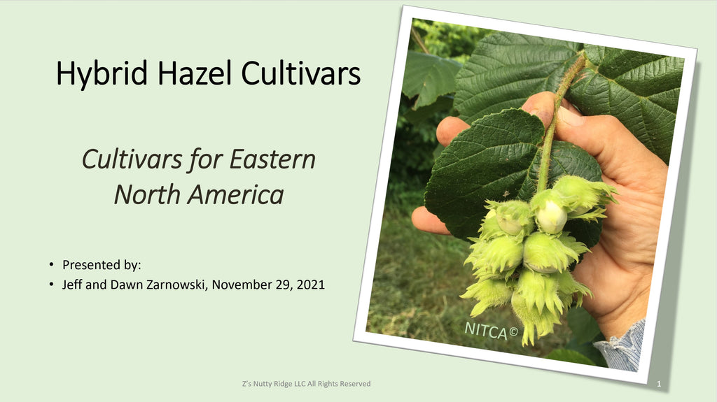 Coming Hybrid Hazelnut Cultivars and pollen compatibility – Z's Nutty ...
