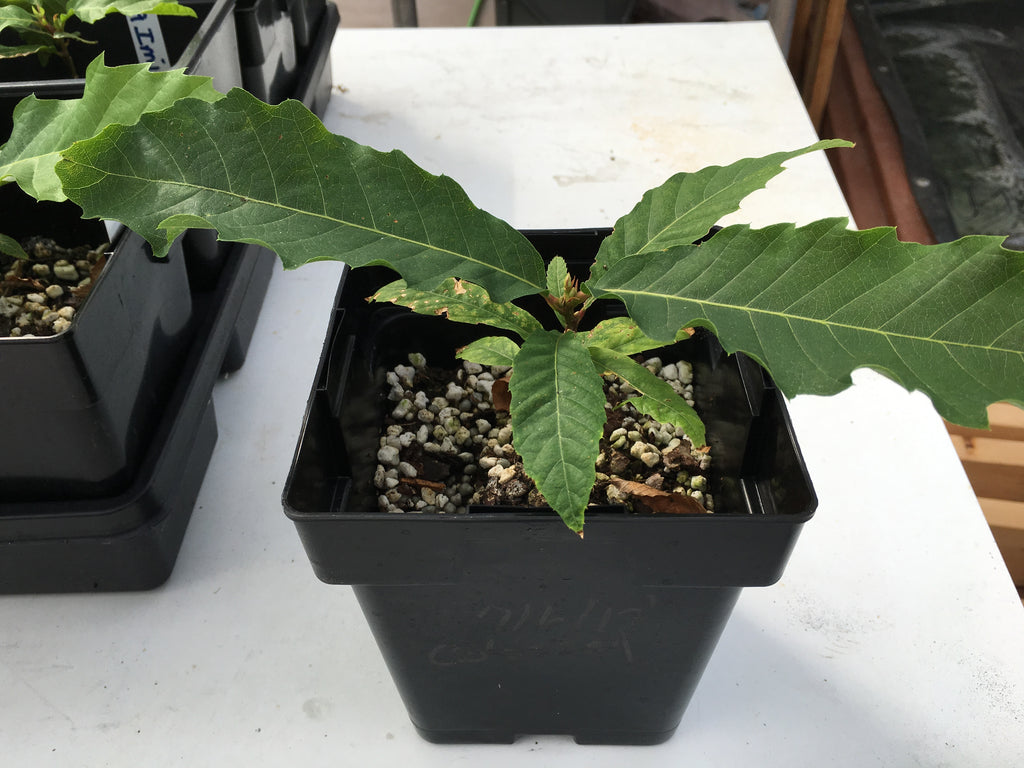 Tissue Cultured Colossal Chestnut Trees for sale for the first time – Z ...