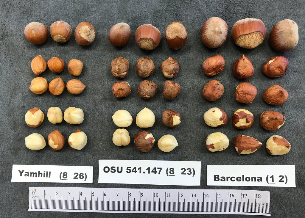 The Beast Hazelnut Cultivar 2 Yr Old - Bare root – Z's Nutty Ridge LLC