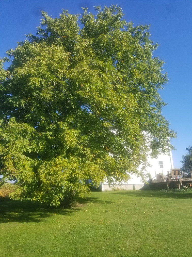 Moberg Grafted Hardy English Walnut (Juglans regia) Cultivar- Bare roo ...