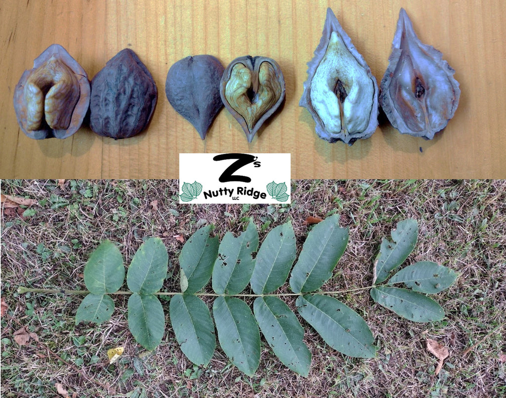 Heartnut Seeds - Start your own orchard – Z's Nutty Ridge LLC