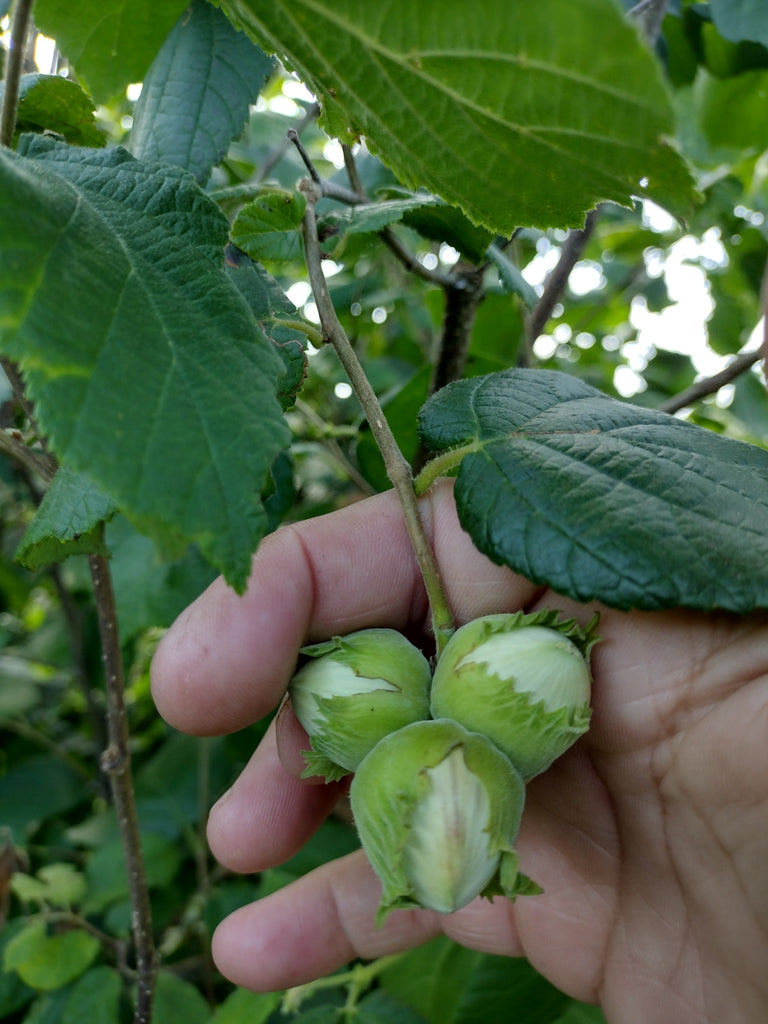 Prodigy Hazel Seedling - Bare root – Z's Nutty Ridge LLC