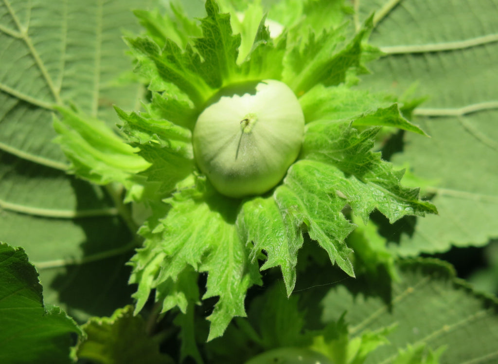 Raritan Hazelnut Cultivar - 1 year, Bare root – Z's Nutty Ridge LLC