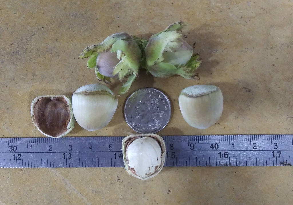 Cortland Hazel Seedling 2 yr. old - Bare root – Z's Nutty Ridge LLC