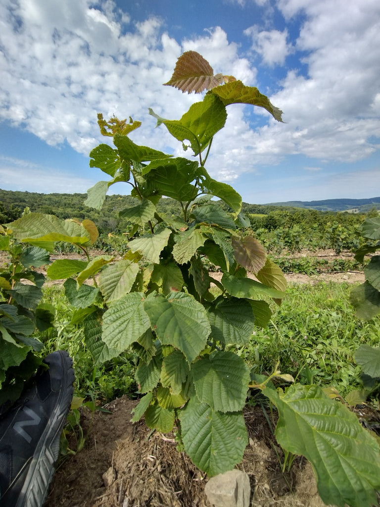 "Finger Lakes Abundant" 2 year old Hazel Seedling - bare root – Z's ...