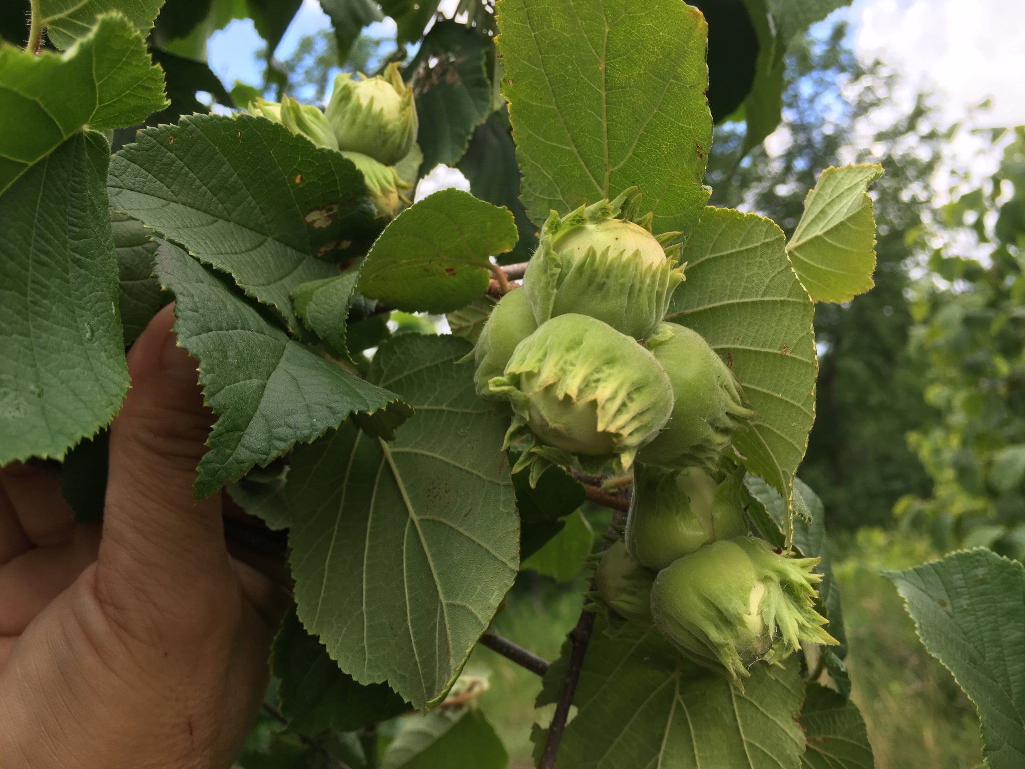 Photon Hazel Grafted(cultivar) US-PP34790-P2- Bare root – Z's Nutty ...