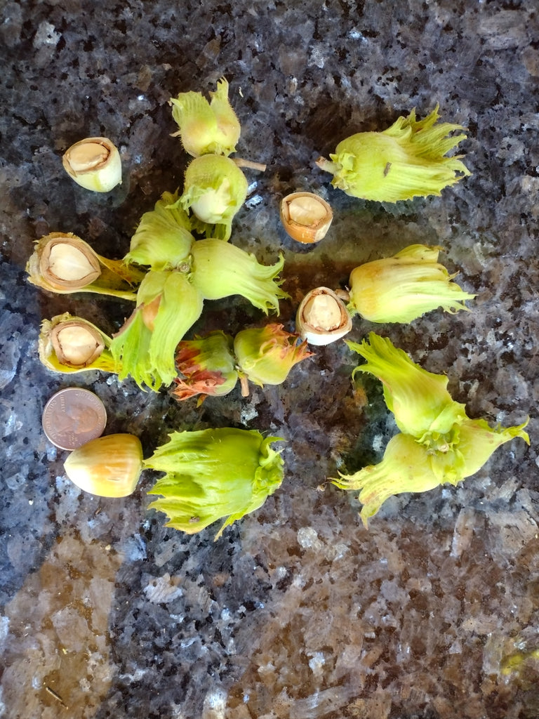 Hazelnut Seeds - Start your own orchard – Z's Nutty Ridge LLC