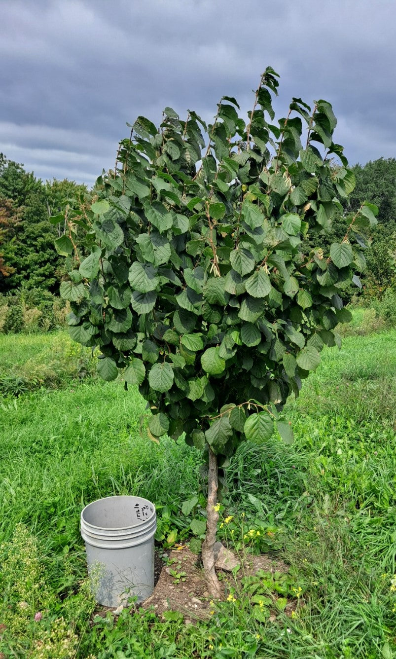 Photon Hazel Grafted(cultivar) US-PP34790-P2- Bare root – Z's Nutty ...